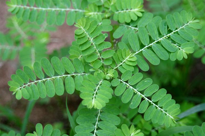 Chữa bệnh tiểu đường bằng cây chó đẻ